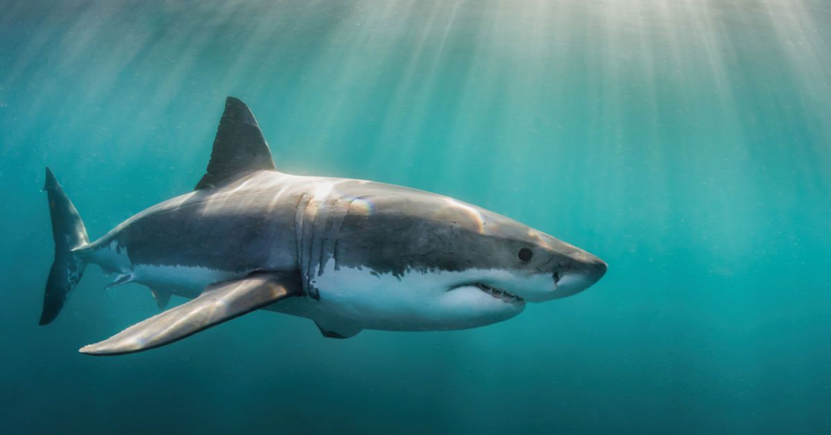 Köpek Balığı Türleri, Cinsleri ve Özellikleri: Köpek Balığı Türleri ve ...
