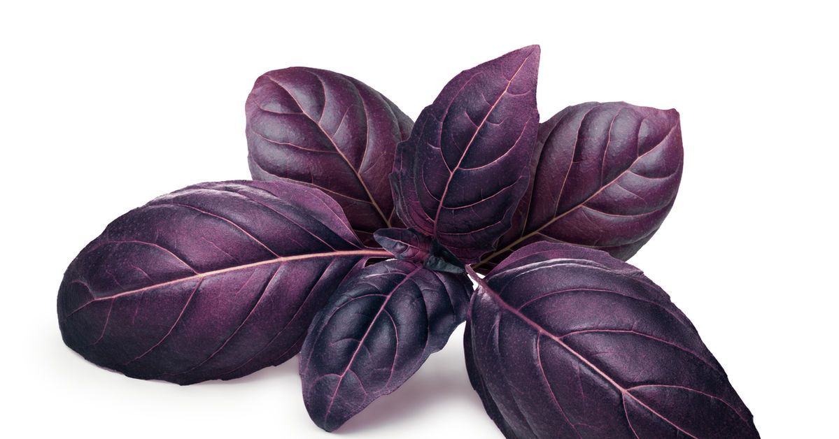 Reyhan Nasıl Tüketilir? Kuru Reyhan Çayı Nasıl Yapılır?