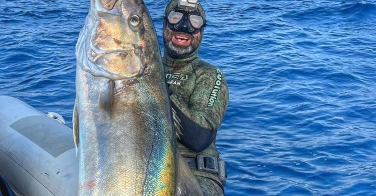 Akya Balığı Nedir, Nasıl Bir Balıktır? Akya Balığı Nerelerde Yaşar ...