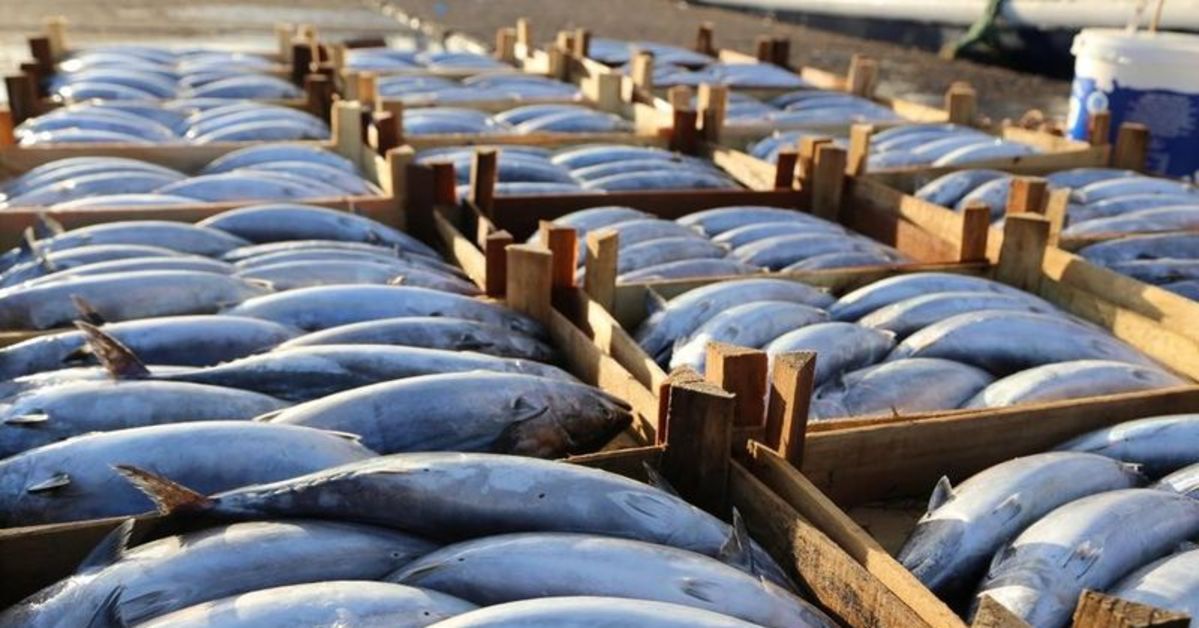 Palamut Balığı Nedir, Nasıl Bir Balıktır? Palamut Balığı Nerelerde ...