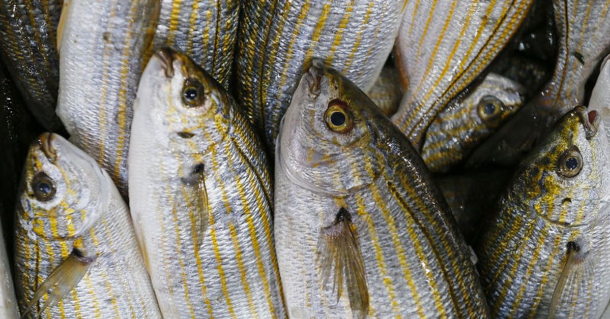 Sarpa Balığı Nedir, Nasıl Bir Balıktır? Sarpa Balığı Nerelerde Yaşar ...