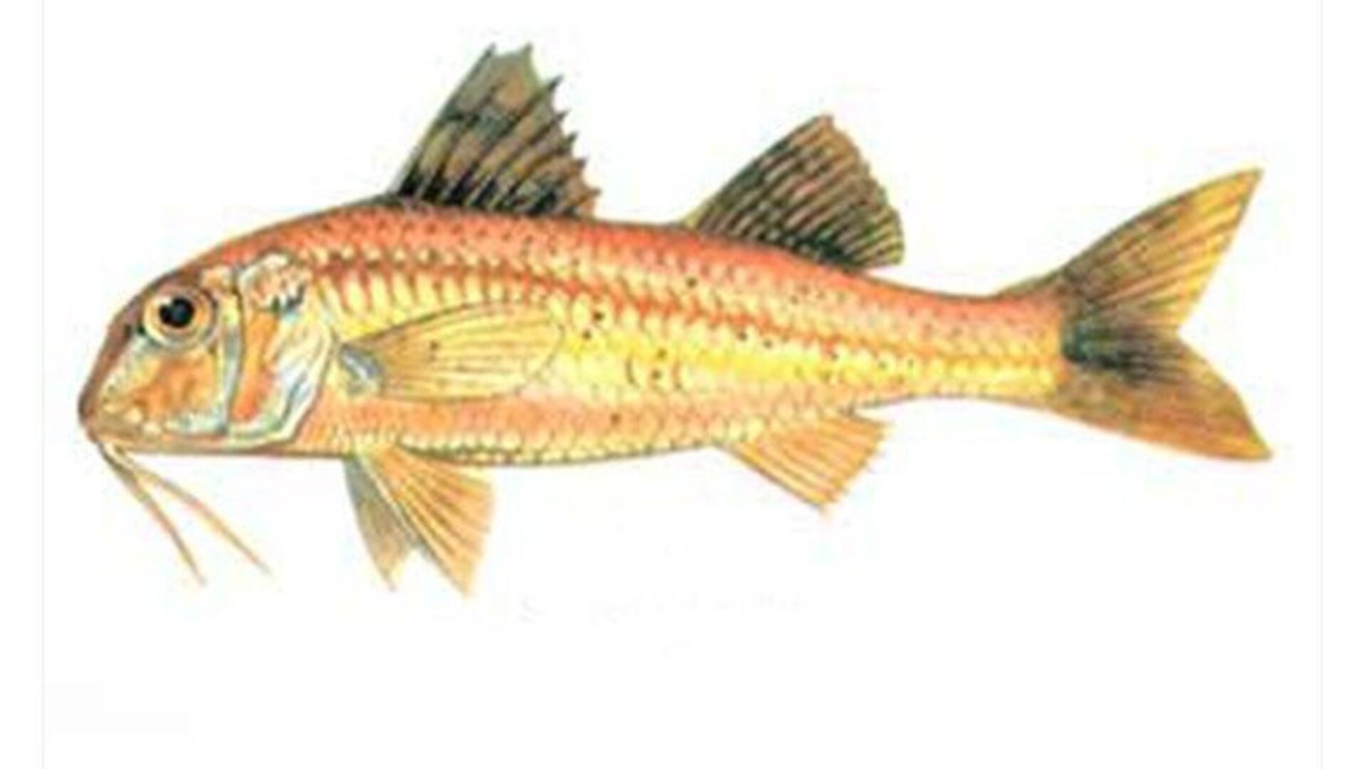 Tekir Balığı Nedir, Nasıl Bir Balıktır? Tekir Balığı Nerelerde Yaşar ...