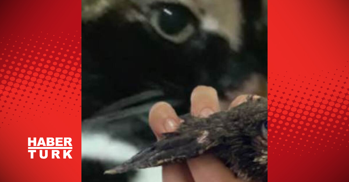 Ebabil Cimcime ile kedi Safiye 1 yıldır aynı evde