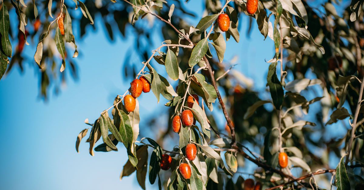 İğde Ağacı Nasıl, Nerede Yetiştirilir? İğde Ağacı Bakımı, Özellikleri ...