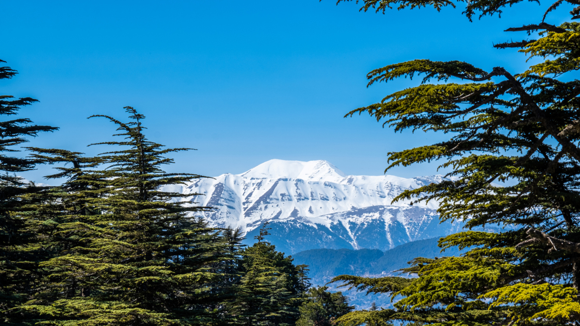 Sedir Ağacı Nasıl, Nerede Yetiştirilir? Sedir Ağacı Bakımı, Özellikleri ...