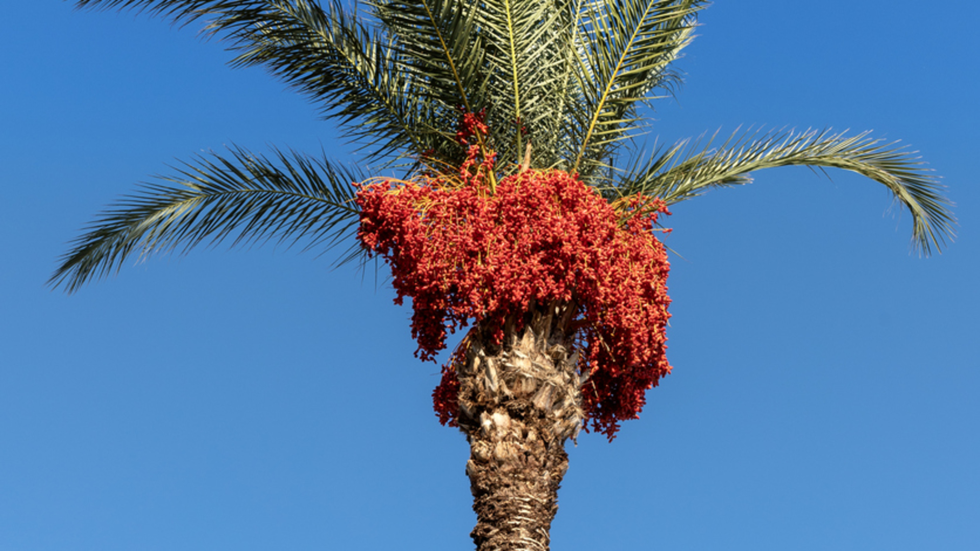 Hurma Ağacı Nasıl ve Nerede Yetiştirilir? Hurma Ağacı Bakımı ...