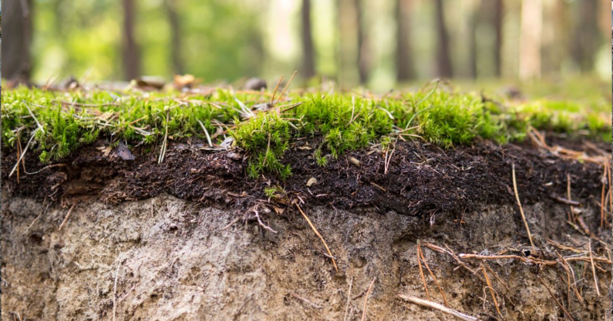 Podzol Toprak Nedir, Özellikleri Neler? Podzol Toprak Nerede Görülür? hteg