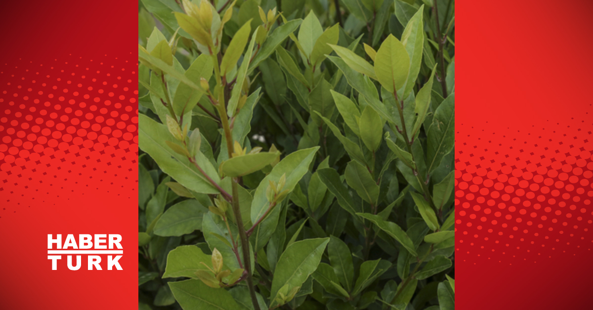 Defne Ağacı Fidanı Ne Zaman Dikilir, Nasıl Yetiştirilir? Defne Ağacı ...