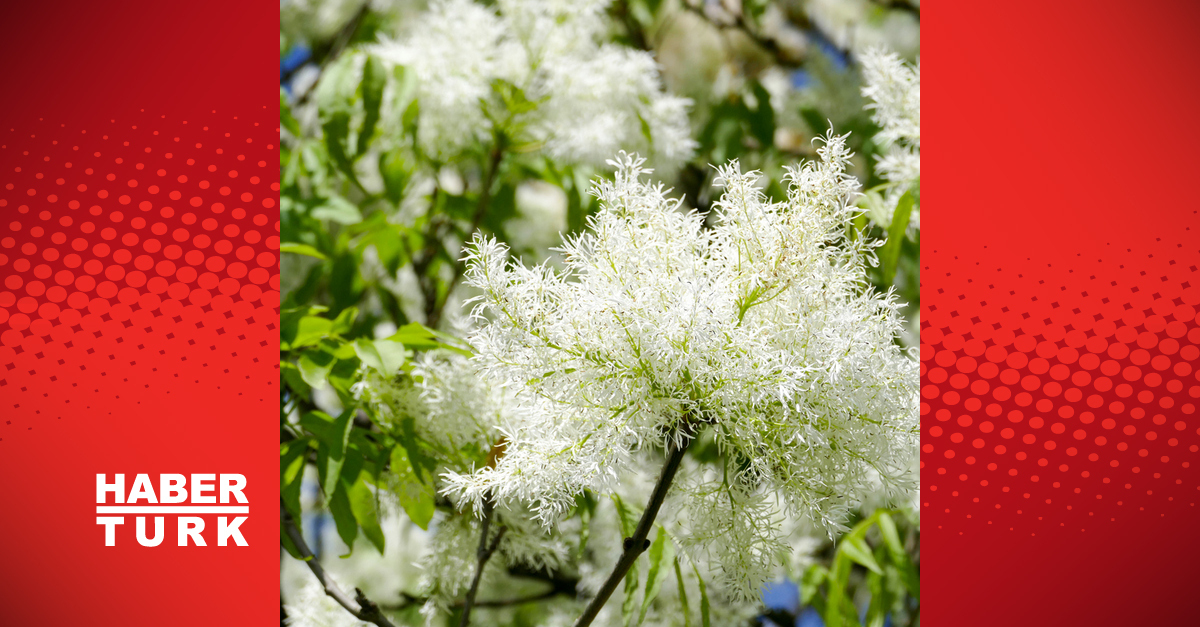 Bal Ağacı Nasıl ve Nerede Yetiştirilir? Bal Ağacı Bakımı, Özellikleri ...