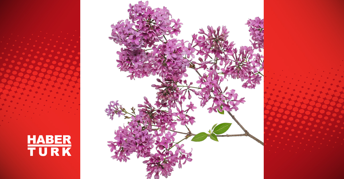 Leylak Ağacı Nasıl ve Nerede Yetiştirilir? Leylak Ağacı Bakımı ...