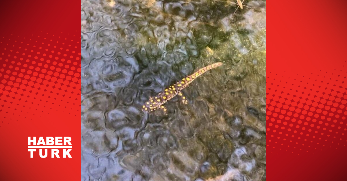 Siirt'te Anadolu benekli semenderi görüntülendi
