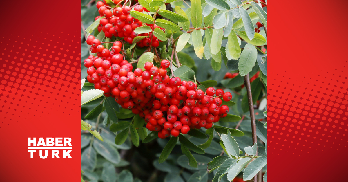 Üvez Ağacı Nasıl ve Nerede Yetiştirilir? Üvez Ağacı Bakımı, Özellikleri ...