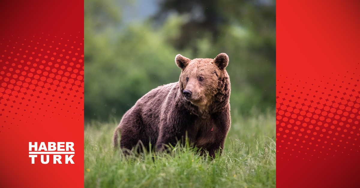 Ayı Ne Yer, Ne İle Beslenir? Ayılara Ne Verilir ve Ne Verilmez?