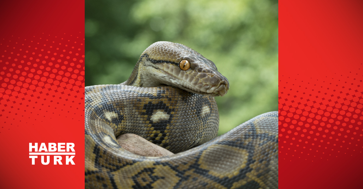 Yılan Ne Yer, Ne İle Beslenir? Yılanlara Ne Verilir ve Ne Verilmez?