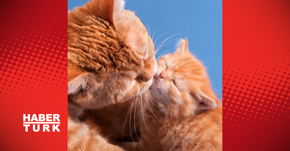 Yavru Kedi Ne Yer, Ne İle Beslenir? Yavru Kedilere Ne Verilir ve Ne ... Yavru Kedi Ne Yer, Ne İle Beslenir? Yavru Kedilere Ne Verilir ve Ne ...