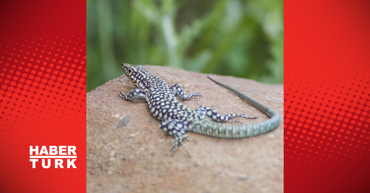 Kertenkele Ne Yer, Ne İle Beslenir? Kertenkeleye Ne Verilir ve Ne Verilmez?