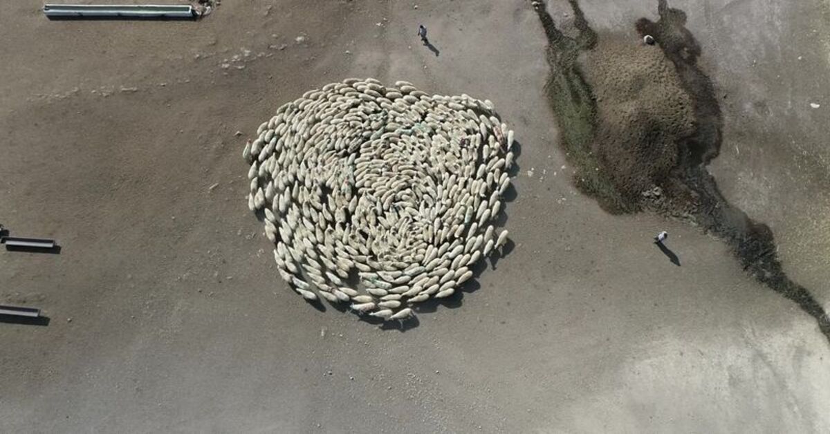 Koyun sürüsü durmadan döndü, Çin’deki görüntüler akıllara geldi