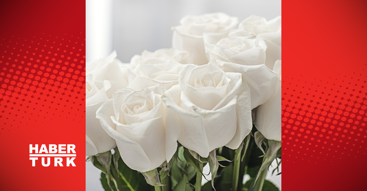 Beyaz Gülün Anlamı Nedir? Beyaz Gül Ne Anlama Gelir ve Ne Demek?