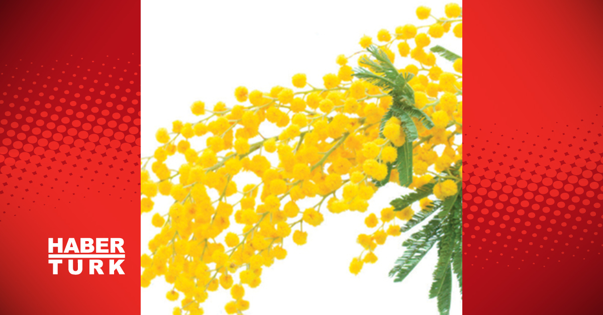 Mimoza Çiçeği Anlamı Nedir? Mimoza Çiçeği Ne Anlama Gelir ve Ne Demek?