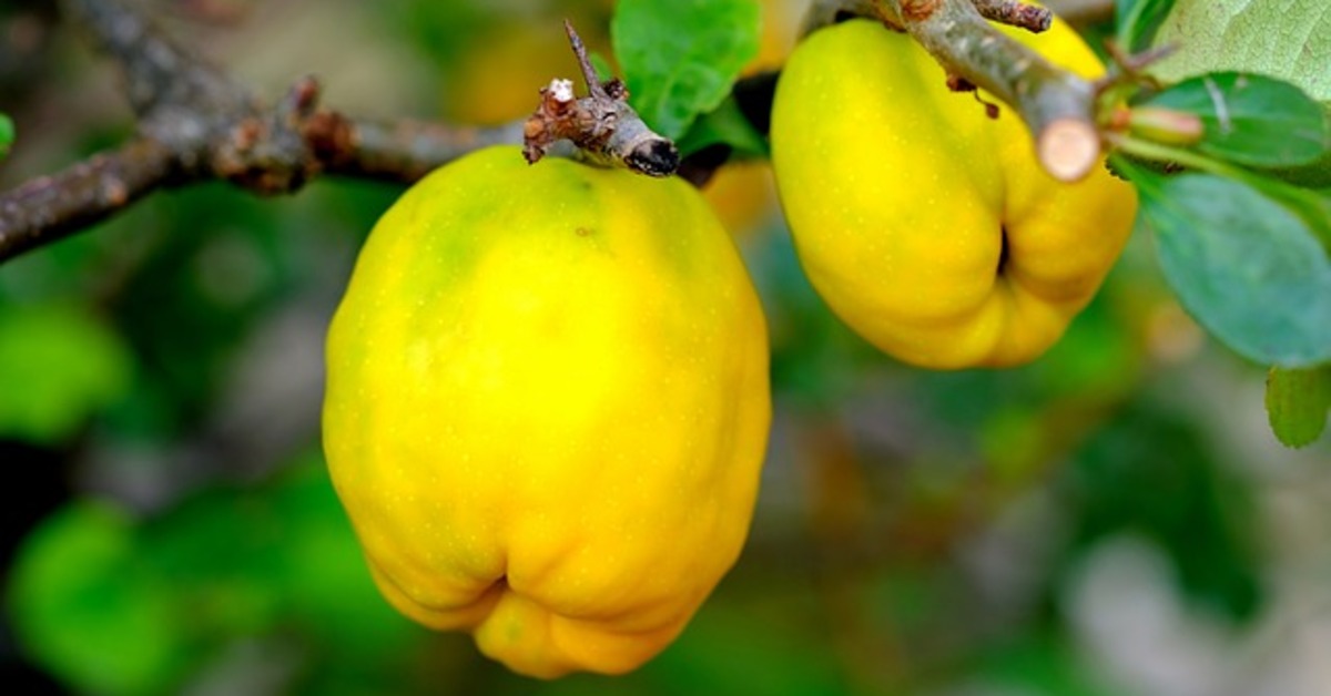 Ayva hangi mevsimde yetişir, ne zaman çıkar? Ayva hangi ayda yenir?