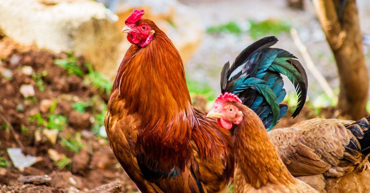 Horoz cinsleri, ırkları ve özellikleri: Horoz çeşitleri ve türleri ...