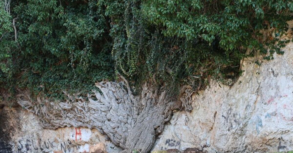 4 bin yıllık sarmaşık görenleri mest ediyor