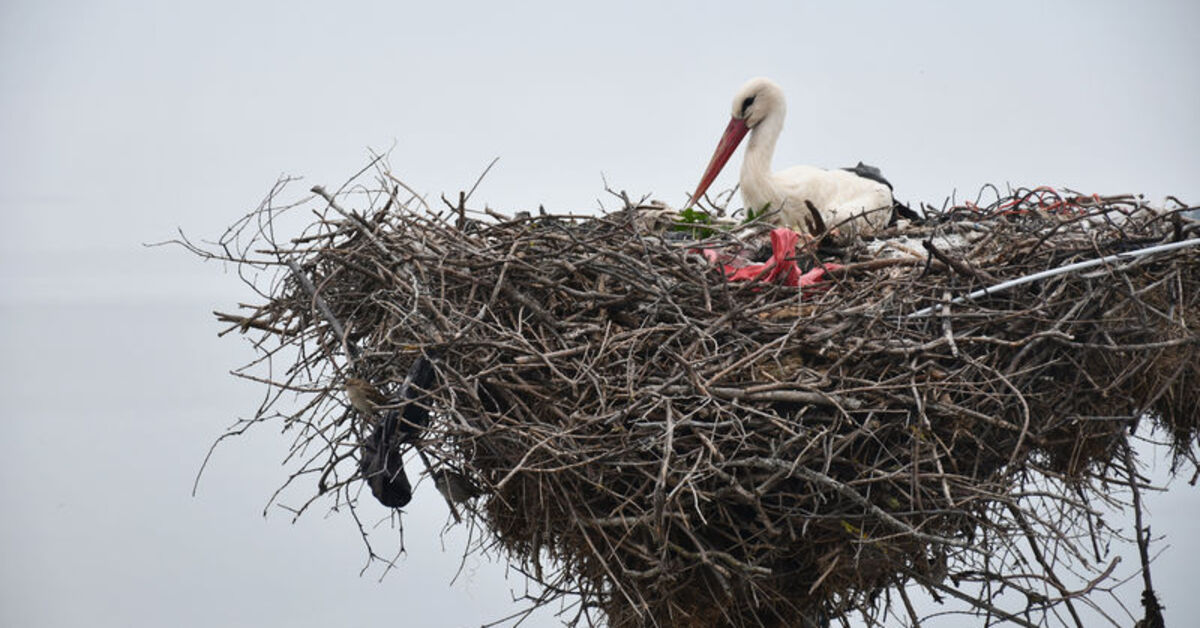 'Leylek köyü'ne 13. kez konan Yaren, turizmi de hareketlendirdi