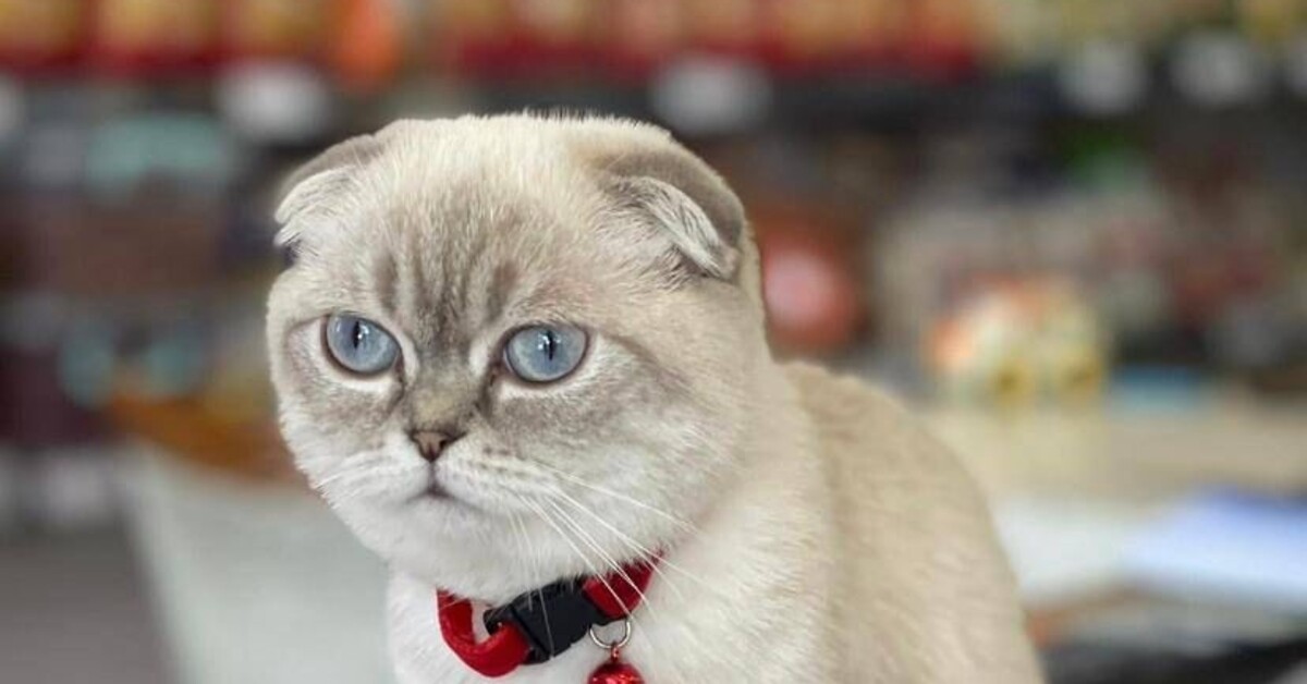 Yavru kedi bakımı nasıl yapılır? Yavru kedi bakarken dikkat edilmesi ...