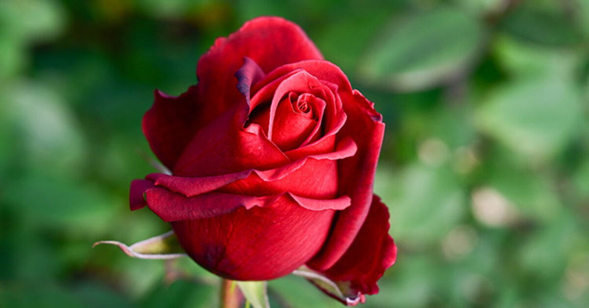 Gül bakımı nasıl yapılır? Evde gül nasıl yetiştirilir, nasıl sulanır ...