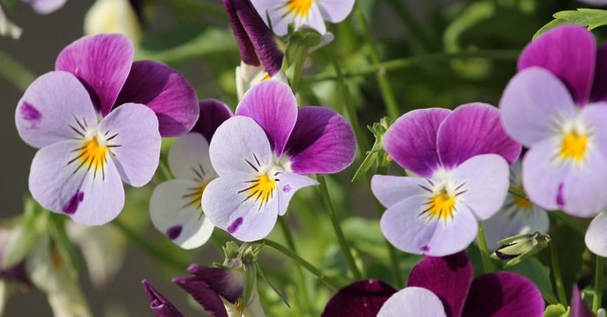 Menekşe bakımı nasıl yapılır? Evde menekşe nasıl yetiştirilir?