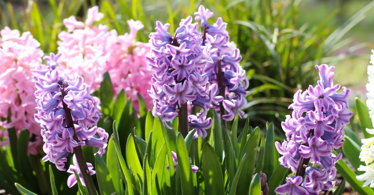 Sümbül bakımı nasıl yapılır? Evde sümbül nasıl yetiştirilir, nasıl sulanır?