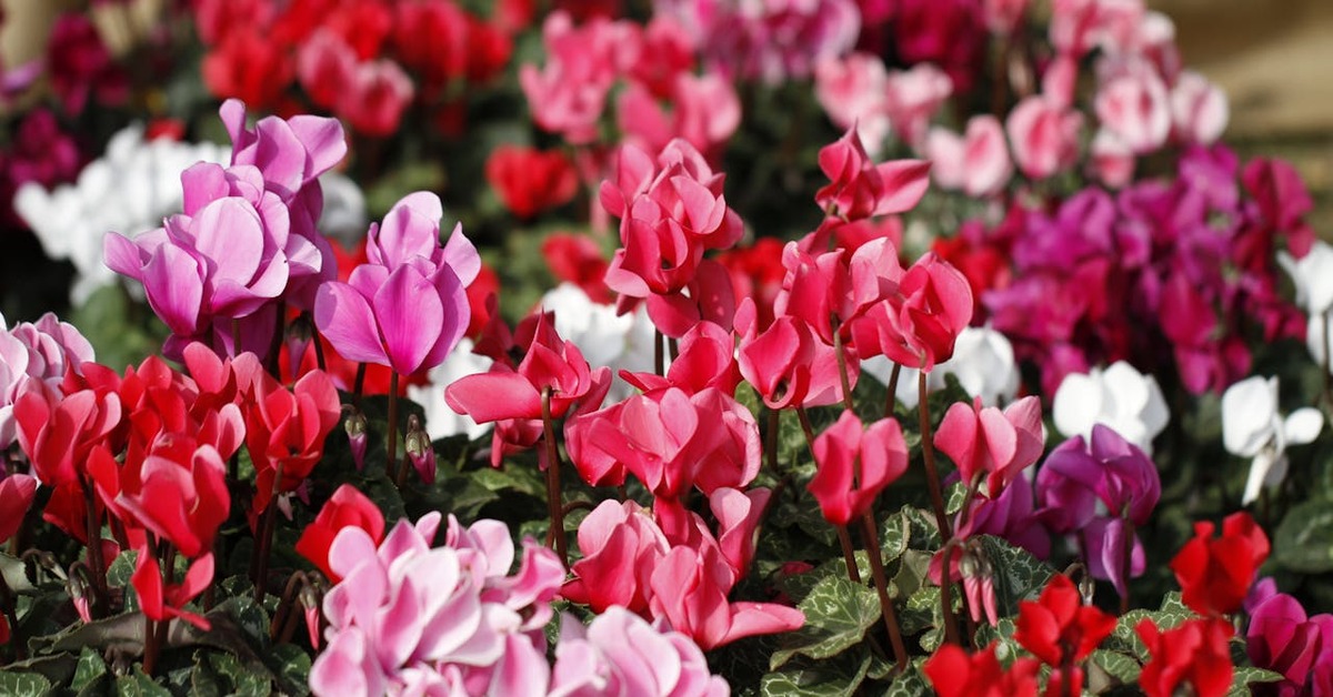 Sıklemen çiçeği bakımı nasıl yapılır? Evde sıklemen nasıl yetiştirilir ...