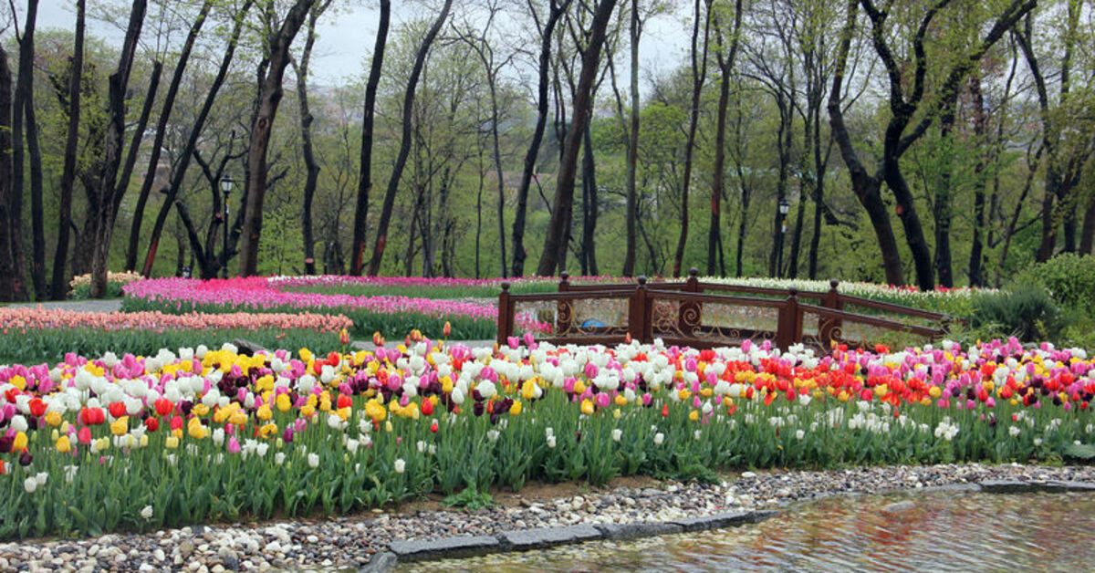 İstanbul Lale Festivali nerede? 2024 Emirgan Korusu İstanbul Lale ...