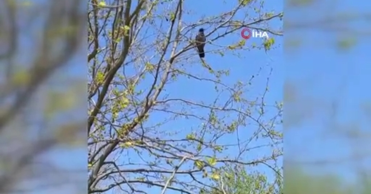 İstanbul'da "Allah-u Ekber" diyen karga | Son dakika haberleri