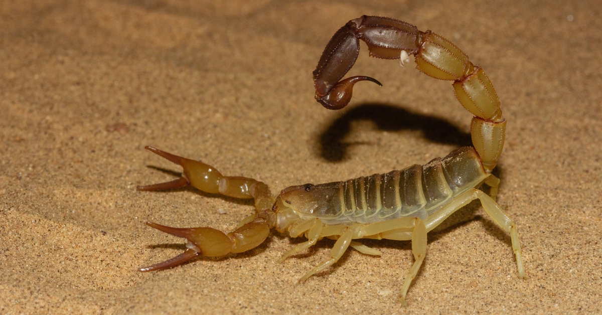 Astronotların uzaydaki radyasyondan korunması için akrep derisinden ...