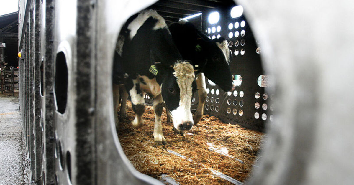 Kuş gribi: 'Benzeri görülmemiş' salgın durdurulabilir mi?