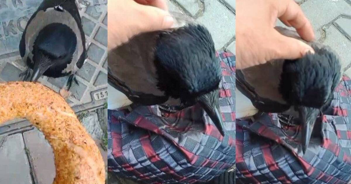 Karga ile kadının dostluğu tebessüm ettirdi