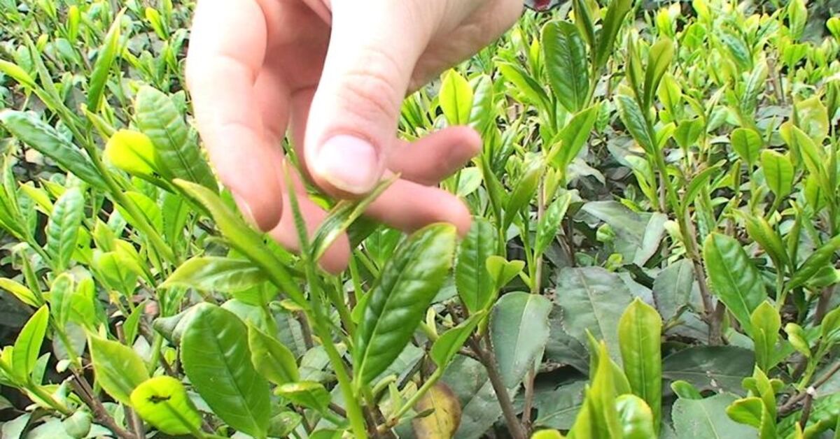 ÇAYKUR'dan yaş çay alımı açıklaması - İş-Yaşam Haberleri