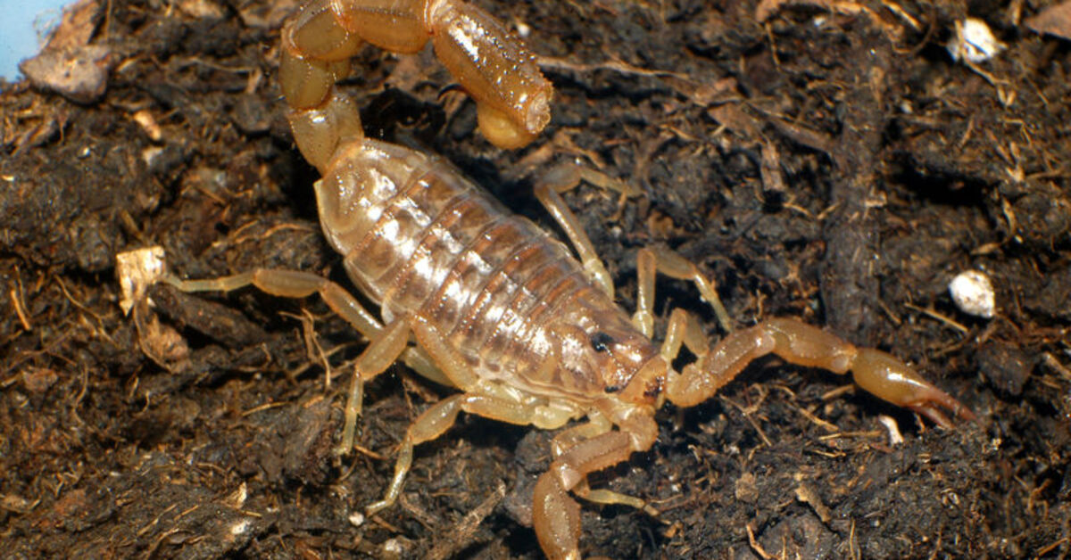 40 yıldır bilinen akrebin, yeni bir tür olduğu keşfedildi
