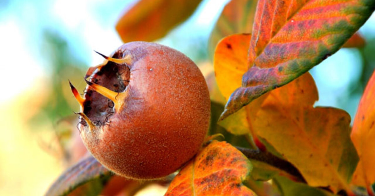 Muşmula nasıl yenir, tüketilir? Muşmulanın faydaları nelerdir?