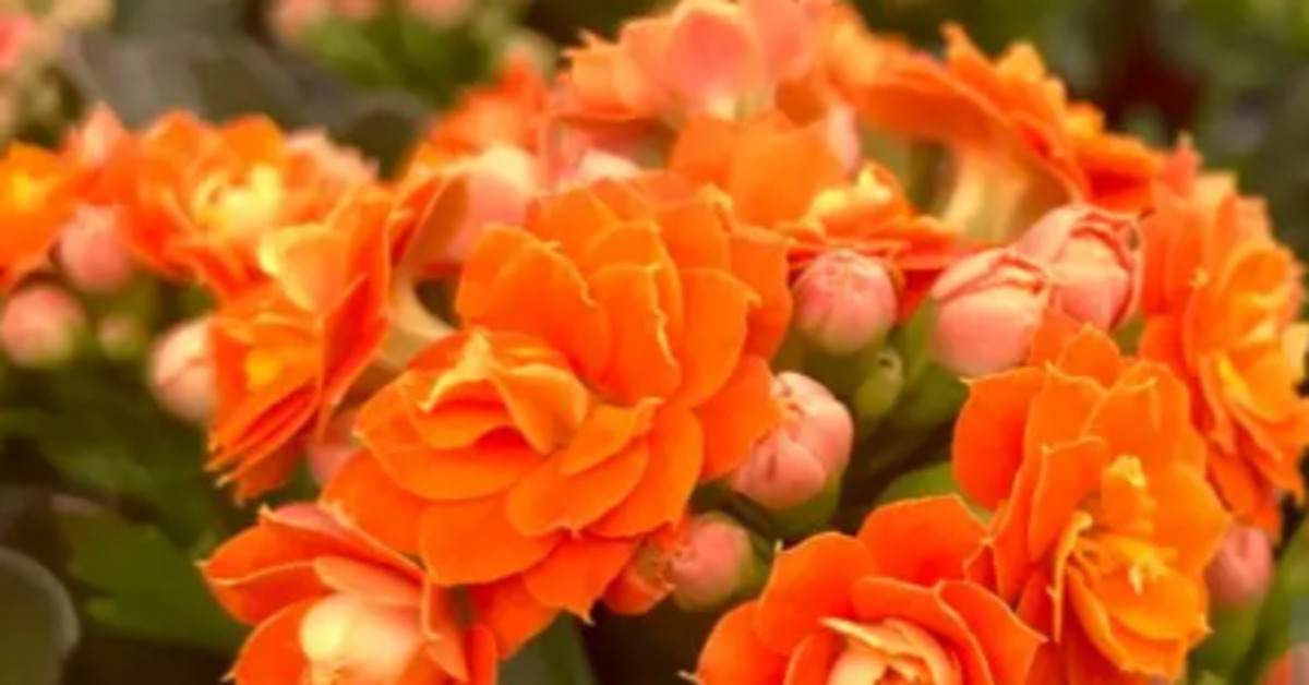 Kalanşo çiçeğinin anlamı nedir? Kalanşo çiçeği ne anlama gelir, neyi ...