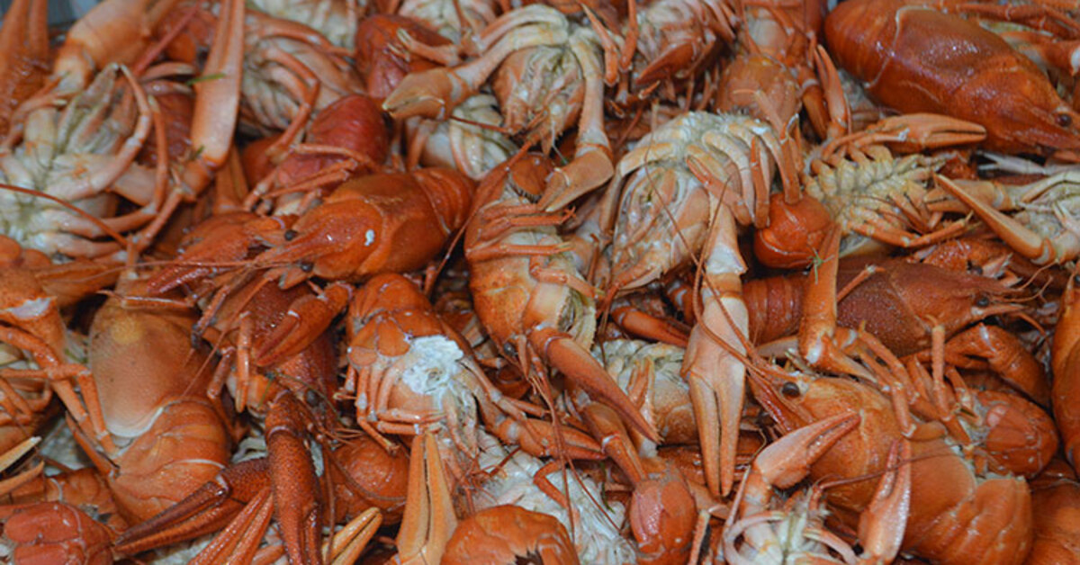 İstakoz nasıl yenir, tüketilir? İstakozun faydaları nelerdir?