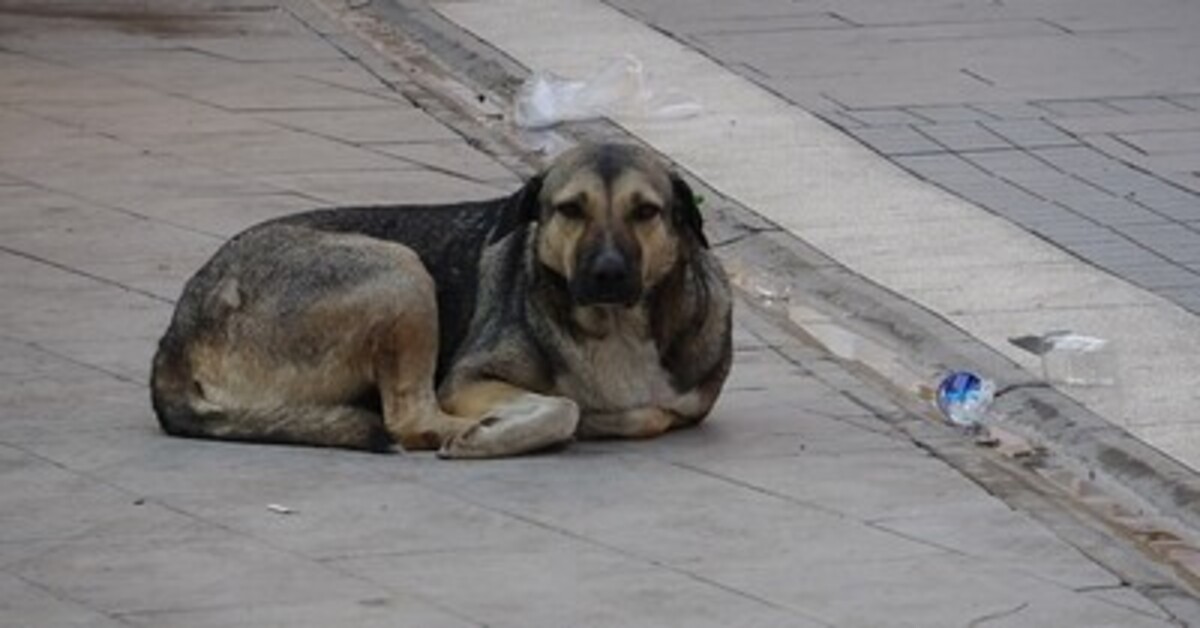Başıboş köpeklerin itlâfı Atatürk zamanında da emredilmiş ama bir ...