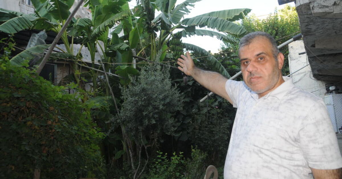 Cizre'de Anamur muzu yetiştirdi | Son dakika haberleri