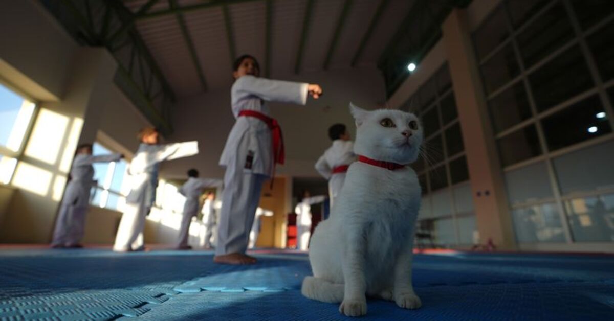 Antrenmanların neşe kaynağı: Karate Cat