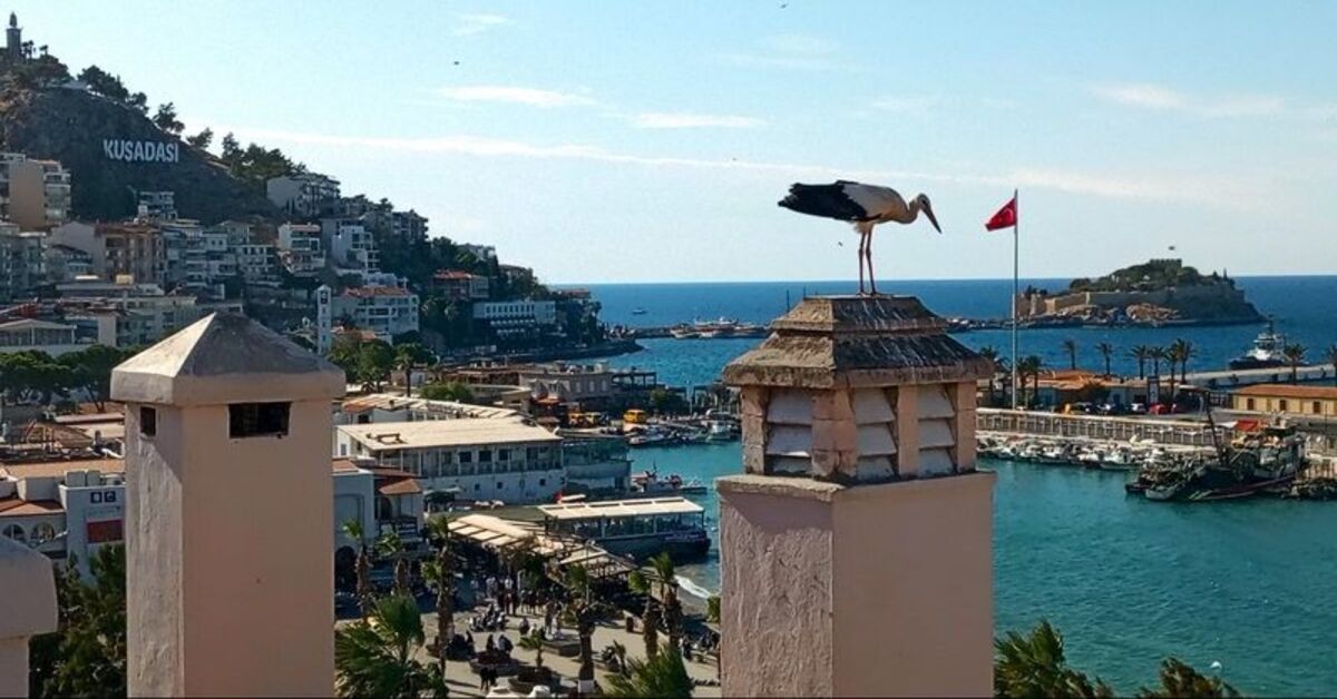 Bulgaristan’dan Kuşadası’na gelen yaralı leylek tedavi edildi