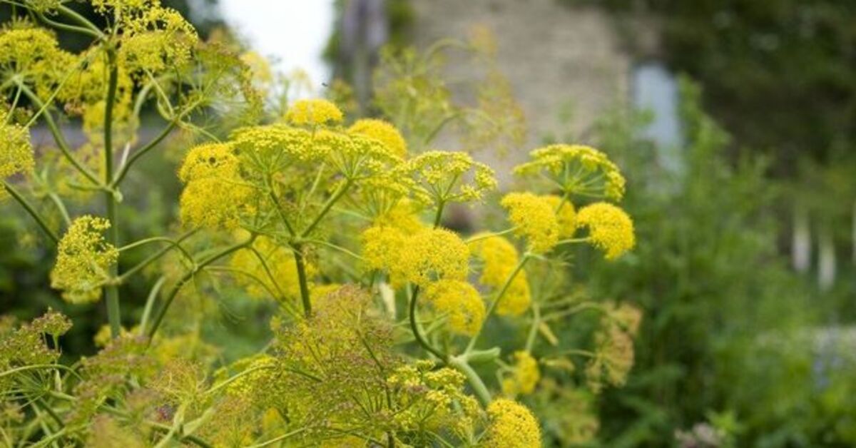 Çakşır otu nedir, faydaları nelerdir? Çakşır otu ne işe yarar ve nasıl ...