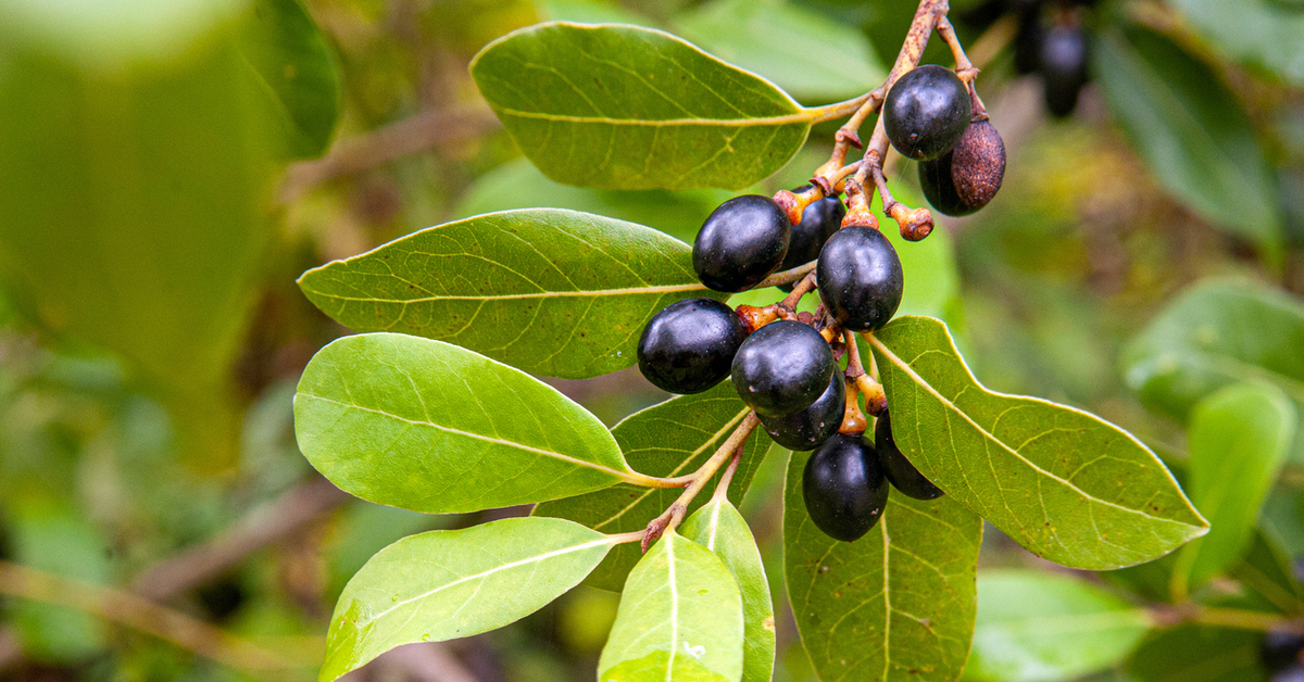 Defne meyvesi nasıl yenir, tüketilir? Defne meyvesinin faydaları nelerdir?