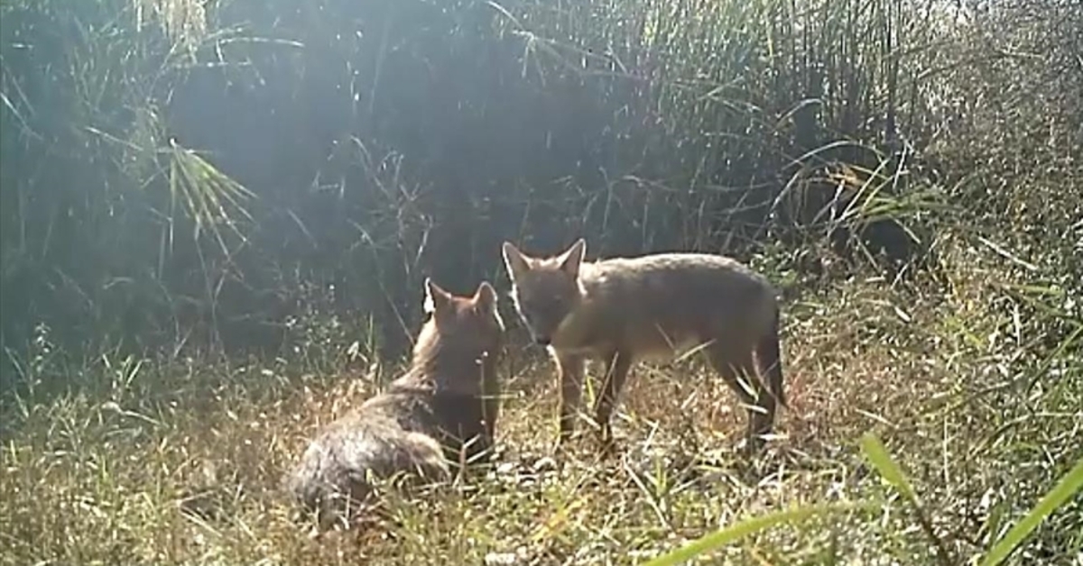 Çalılar arasında dinlenen çakal ailesi fotokapanla görüntülendi