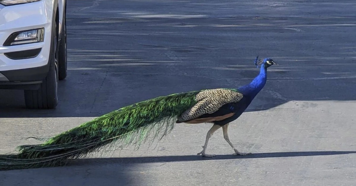 Tavus kuşu eti yenir mi, sağlığa zararı var mı? Tavus kuşu eti yemek günah mı?